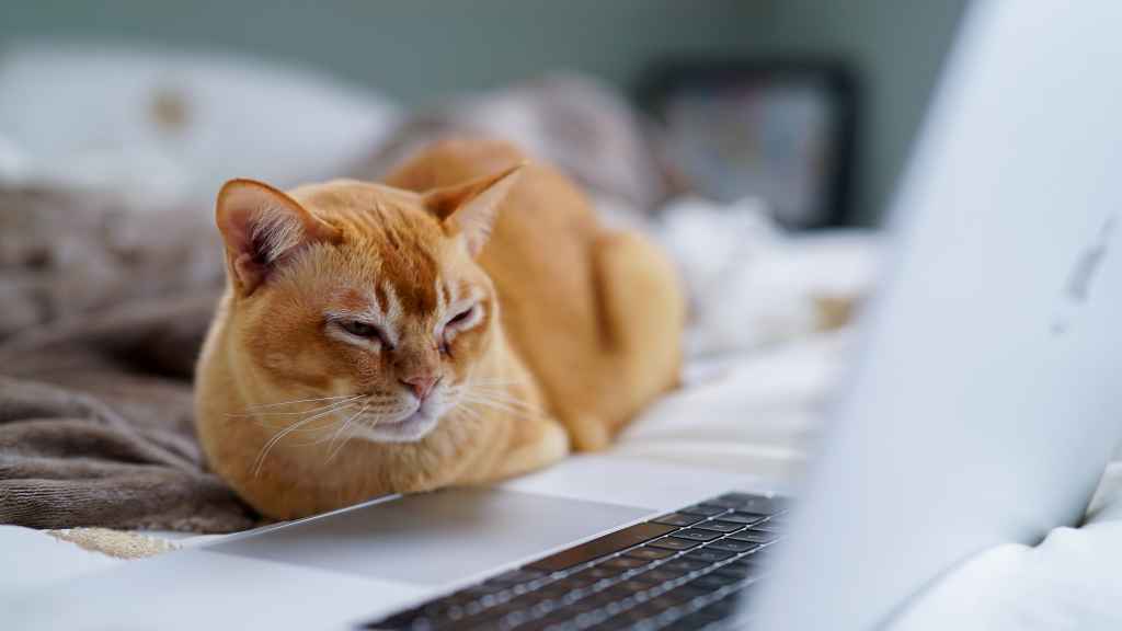 Writing for the Web - Seminole State College